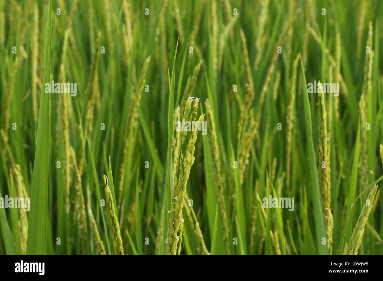Green paddy seedlings Stock Photo - Alamy