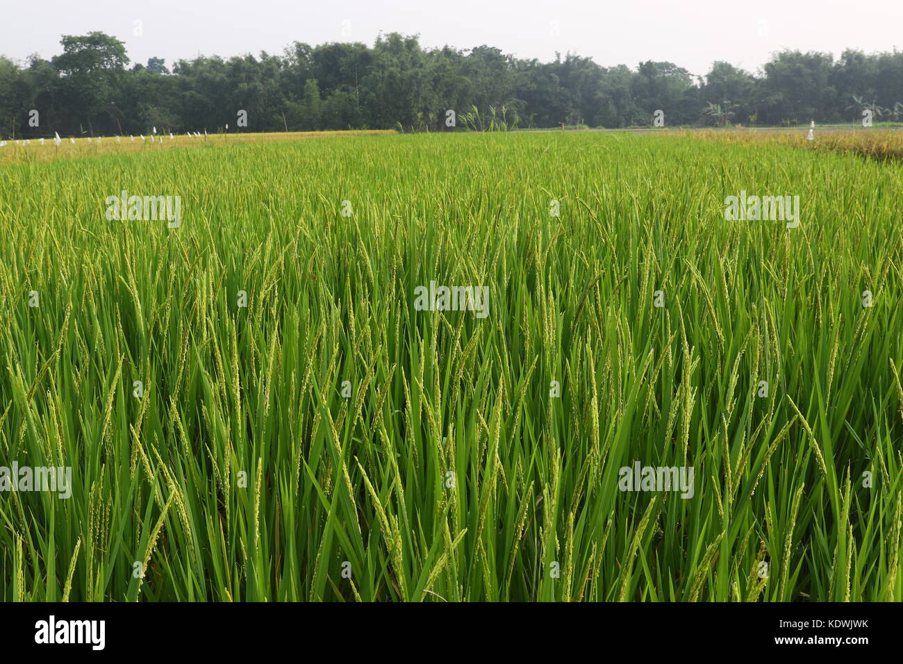Green paddy seedlings Stock Photo - Alamy