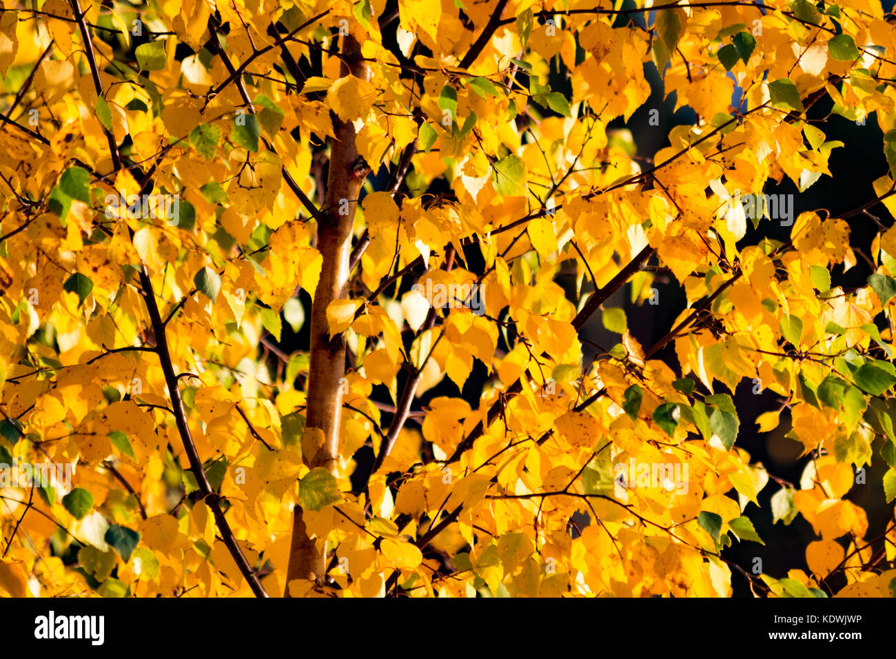 Closeup of yellow leaves on a tree in autumn Stock Photo - Alamy