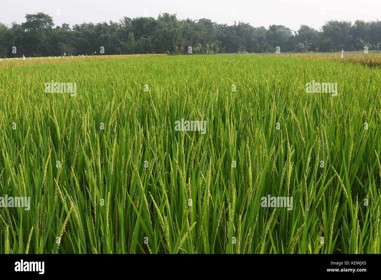Green paddy seedlings Stock Photo - Alamy