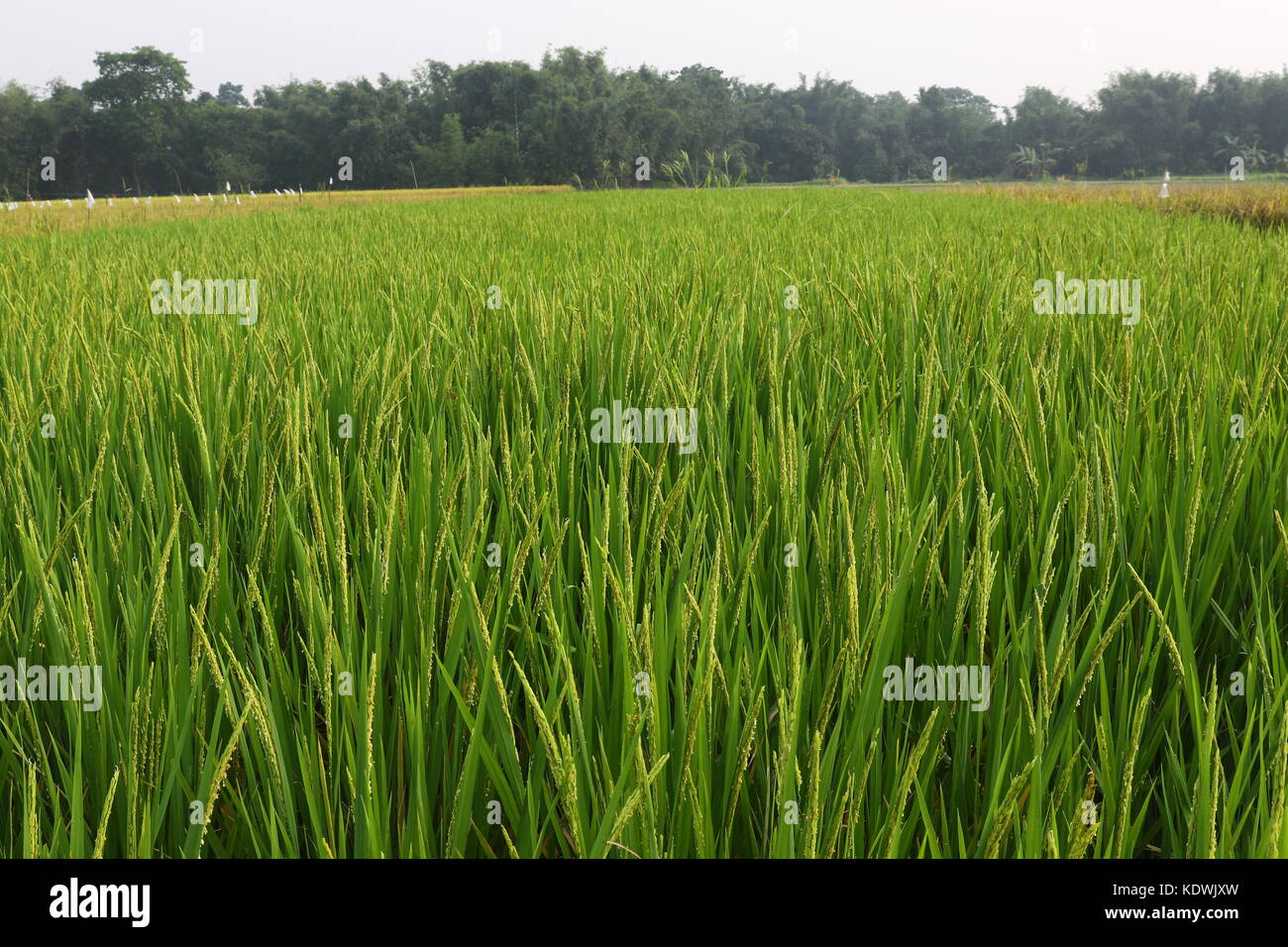 Green paddy seedlings Stock Photo - Alamy