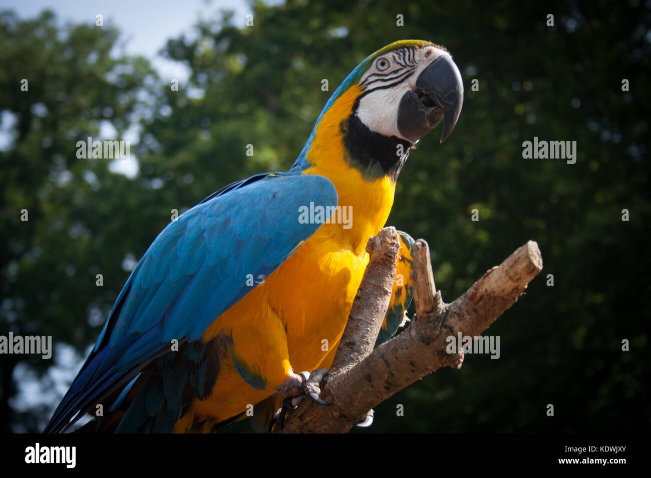 blue and yellow macaw parrot Stock Photo - Alamy
