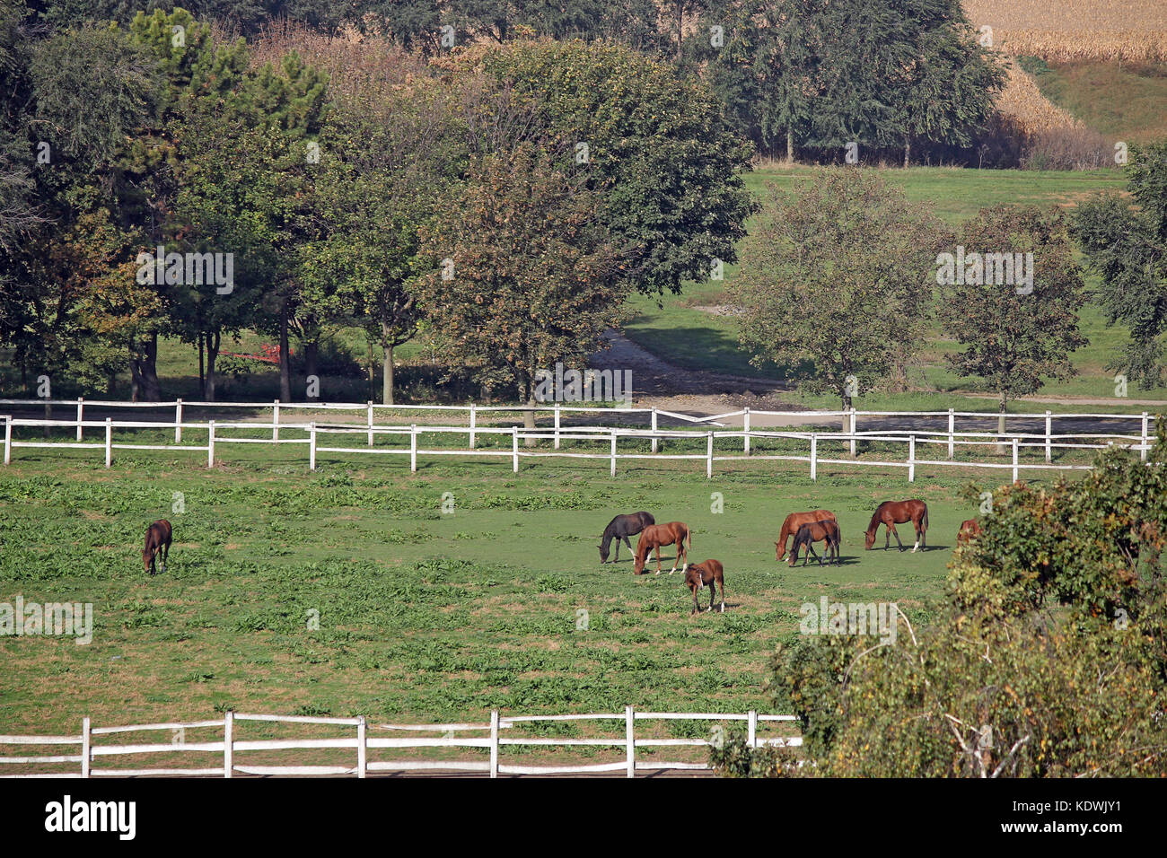 horses on pasture farm agriculture Stock Photo - Alamy