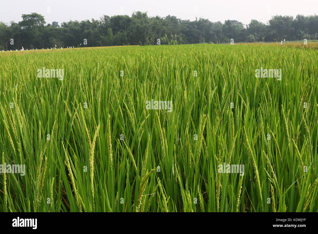 Green paddy seedlings Stock Photo - Alamy