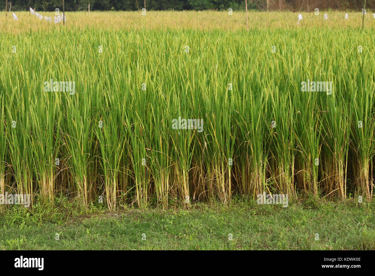 Green paddy seedlings Stock Photo - Alamy