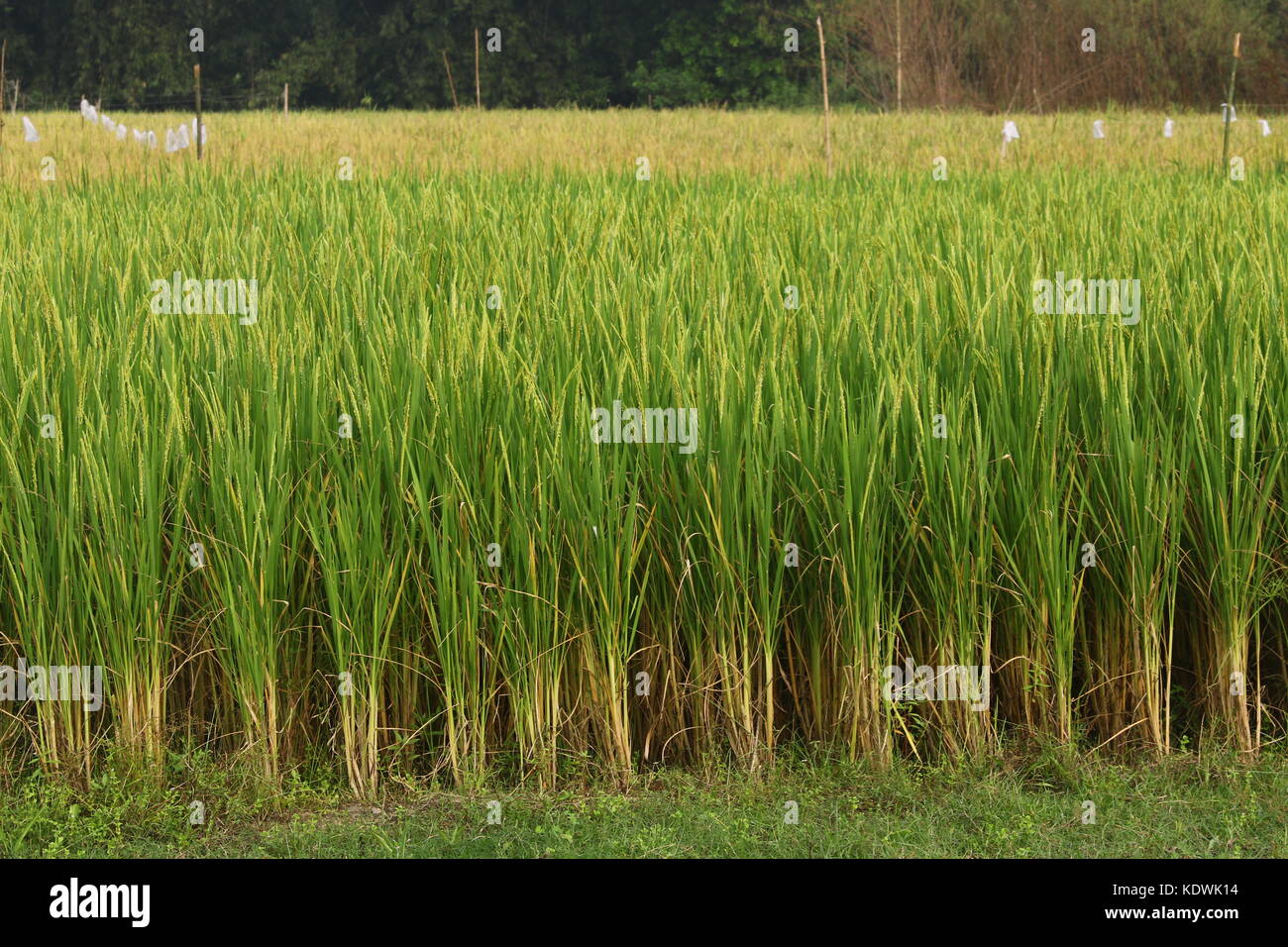 Green paddy seedlings Stock Photo - Alamy