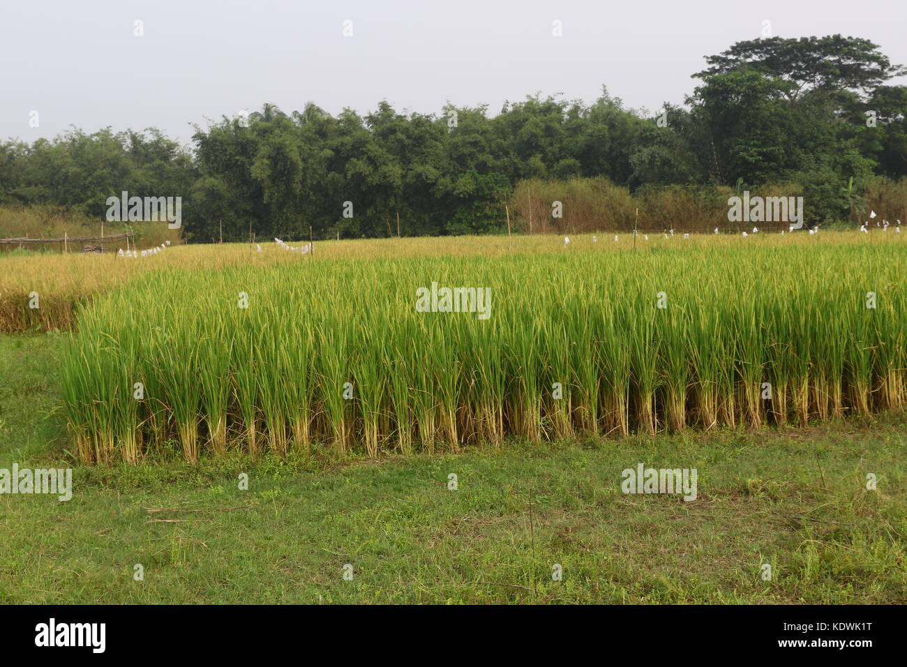 Green paddy seedlings Stock Photo - Alamy