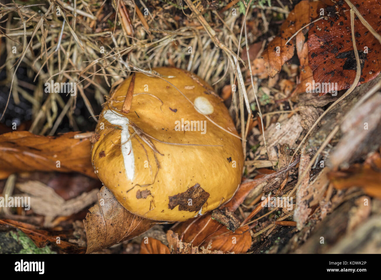 Coloured fungus hi-res stock photography and images - Alamy