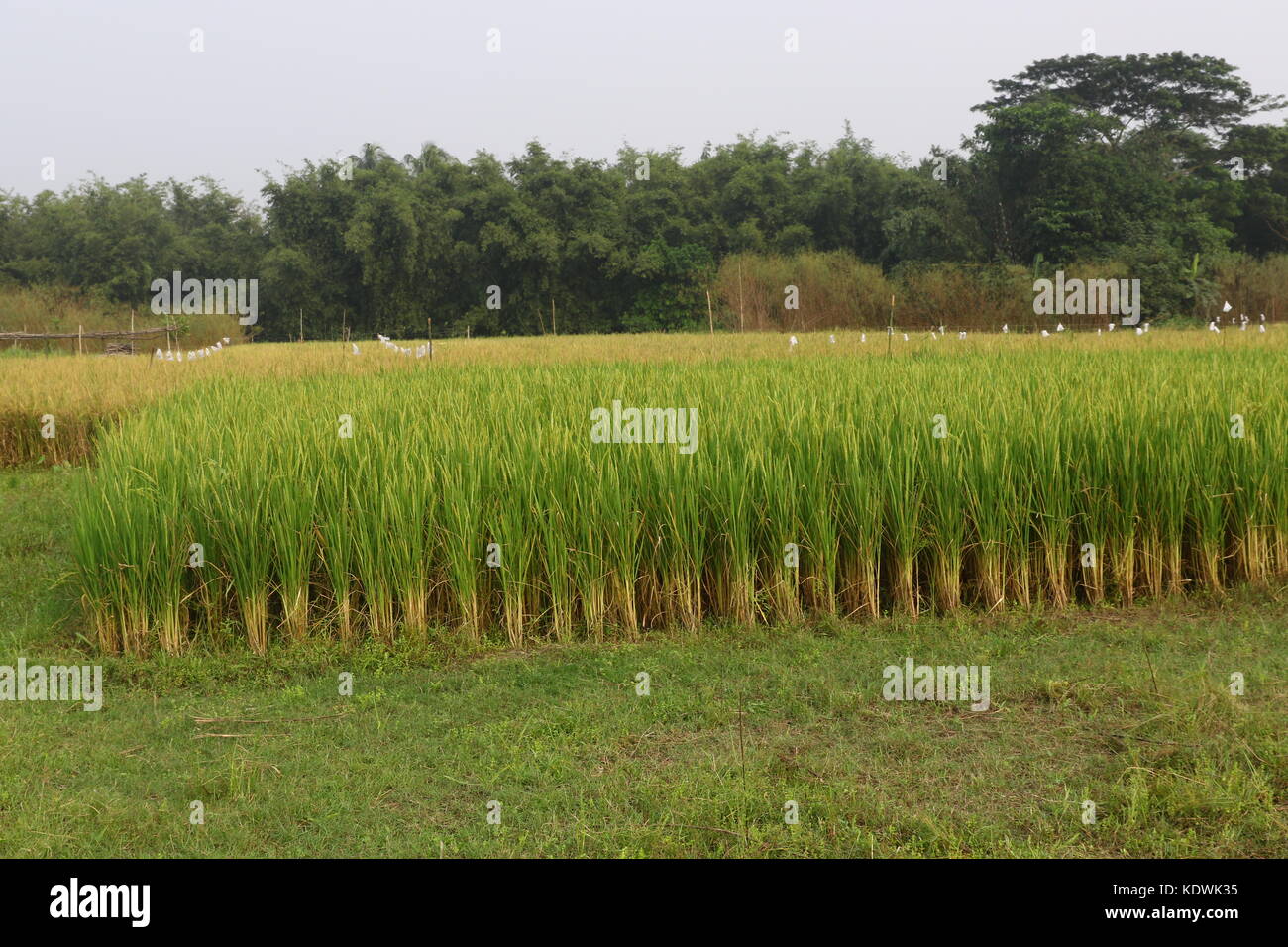Green paddy seedlings Stock Photo - Alamy