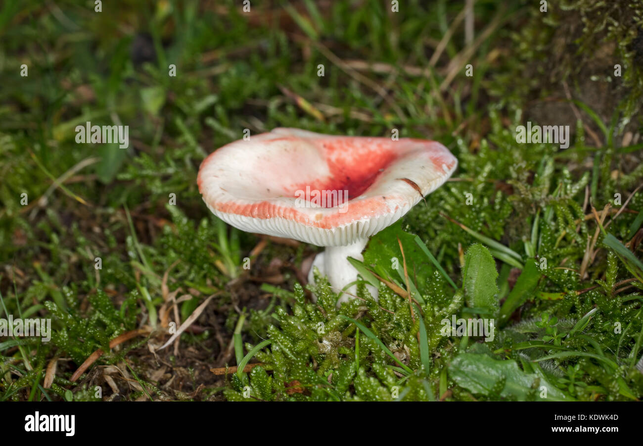 Field toadstool hi-res stock photography and images - Alamy