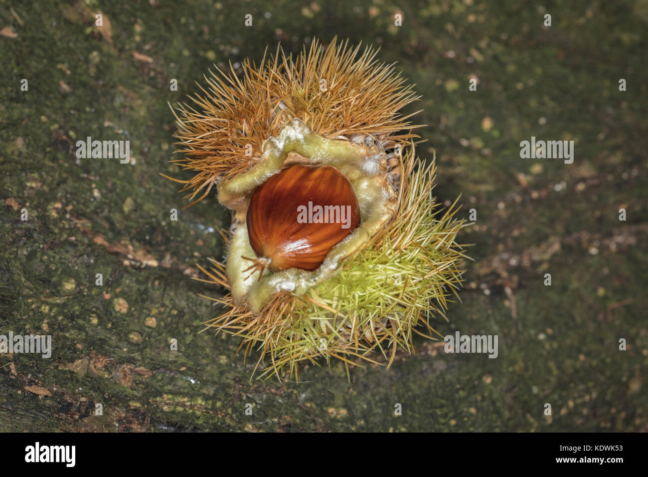 Casing tree hi-res stock photography and images - Alamy