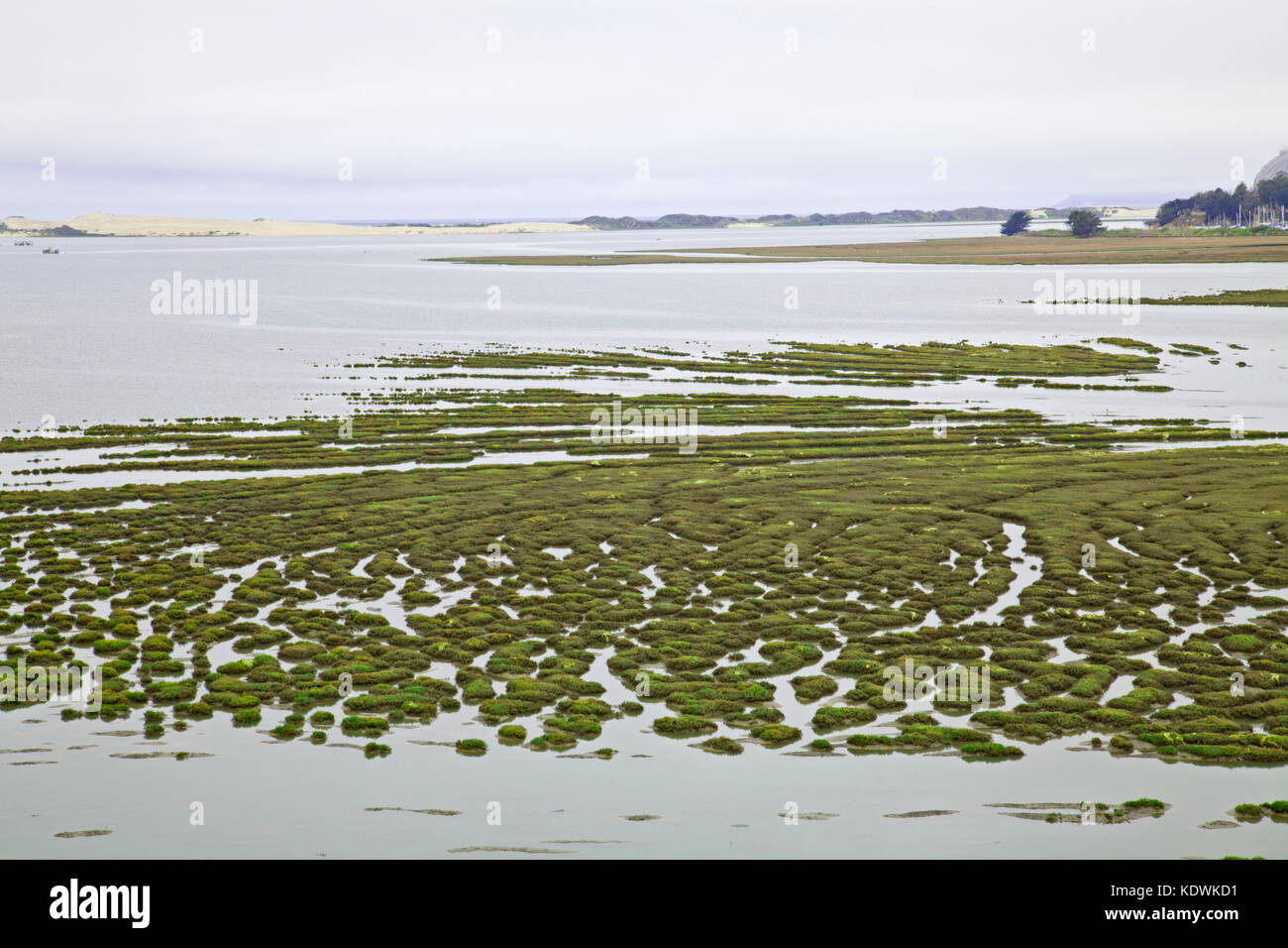 Morro Estuary Natural Preserve and its 800 acre wetland are home to ...