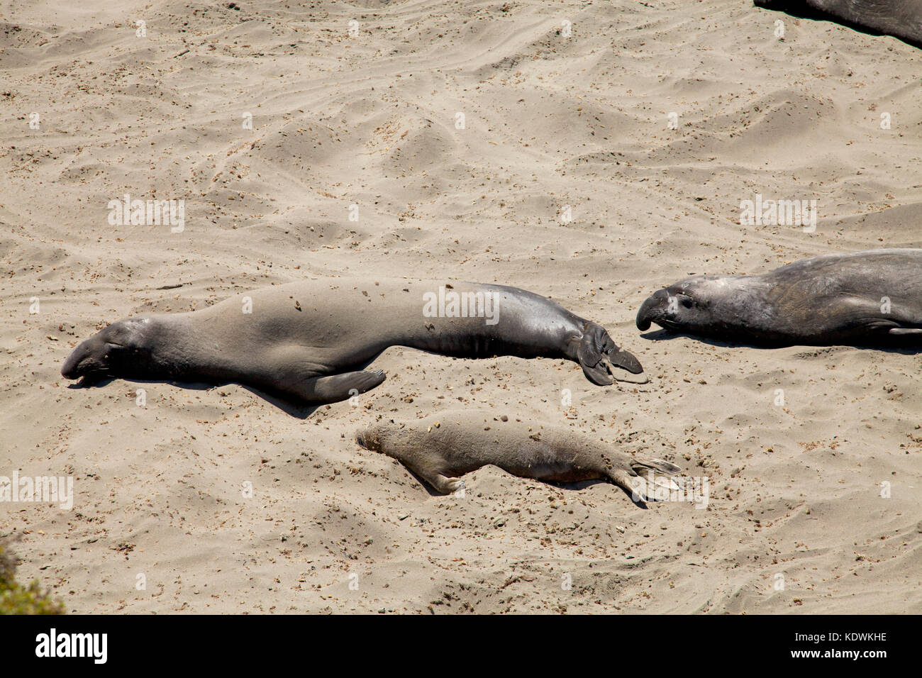 Elephant seal migration hi-res stock photography and images - Alamy