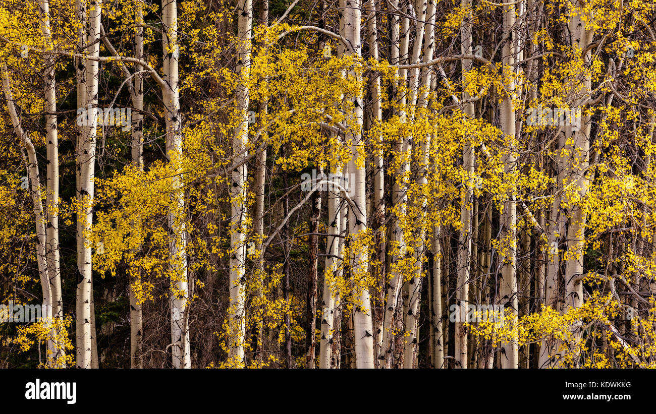Aspen in Autumn Stock Photo - Alamy