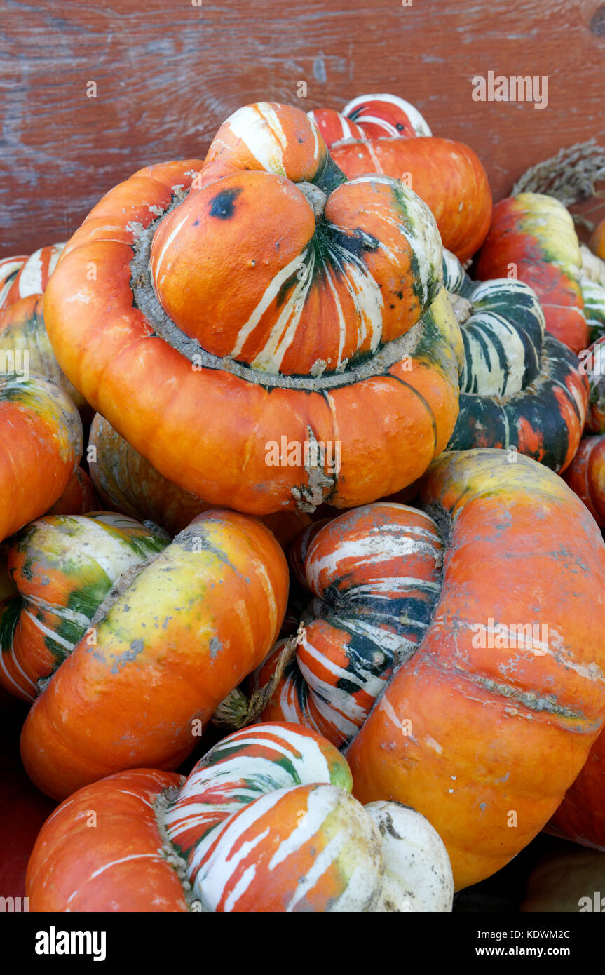 Turban squash hi-res stock photography and images - Alamy