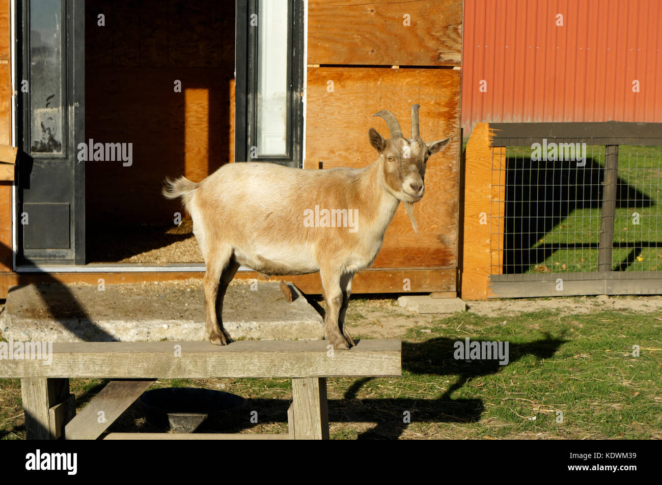 Mature adult miniature goat at Westham Island Herb Farm, Delta, British ...