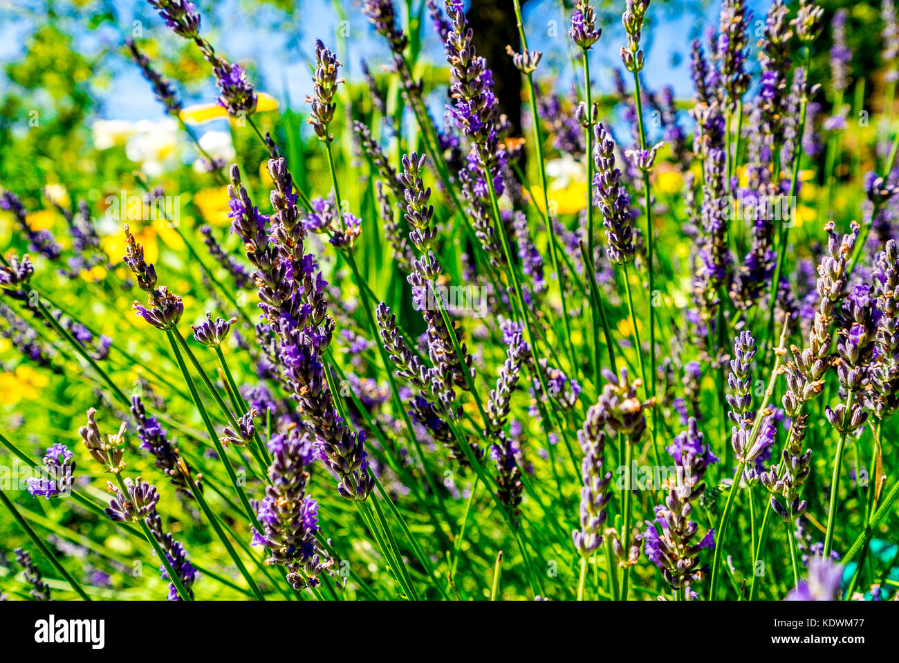 Lavender in Monet's Garden at Giverny Stock Photo - Alamy