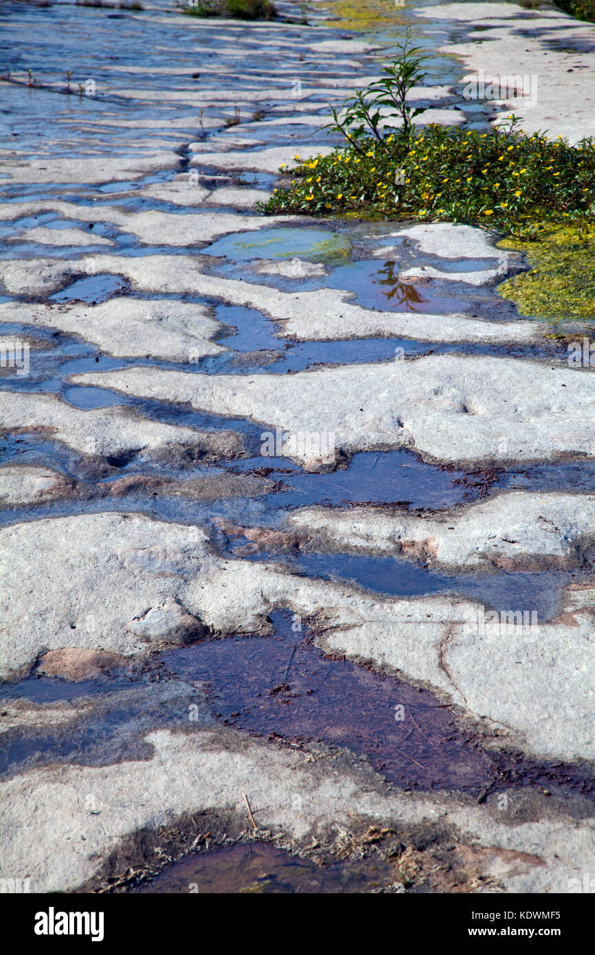 Puddles form from groundwater bubbling up through paved banks of the ...