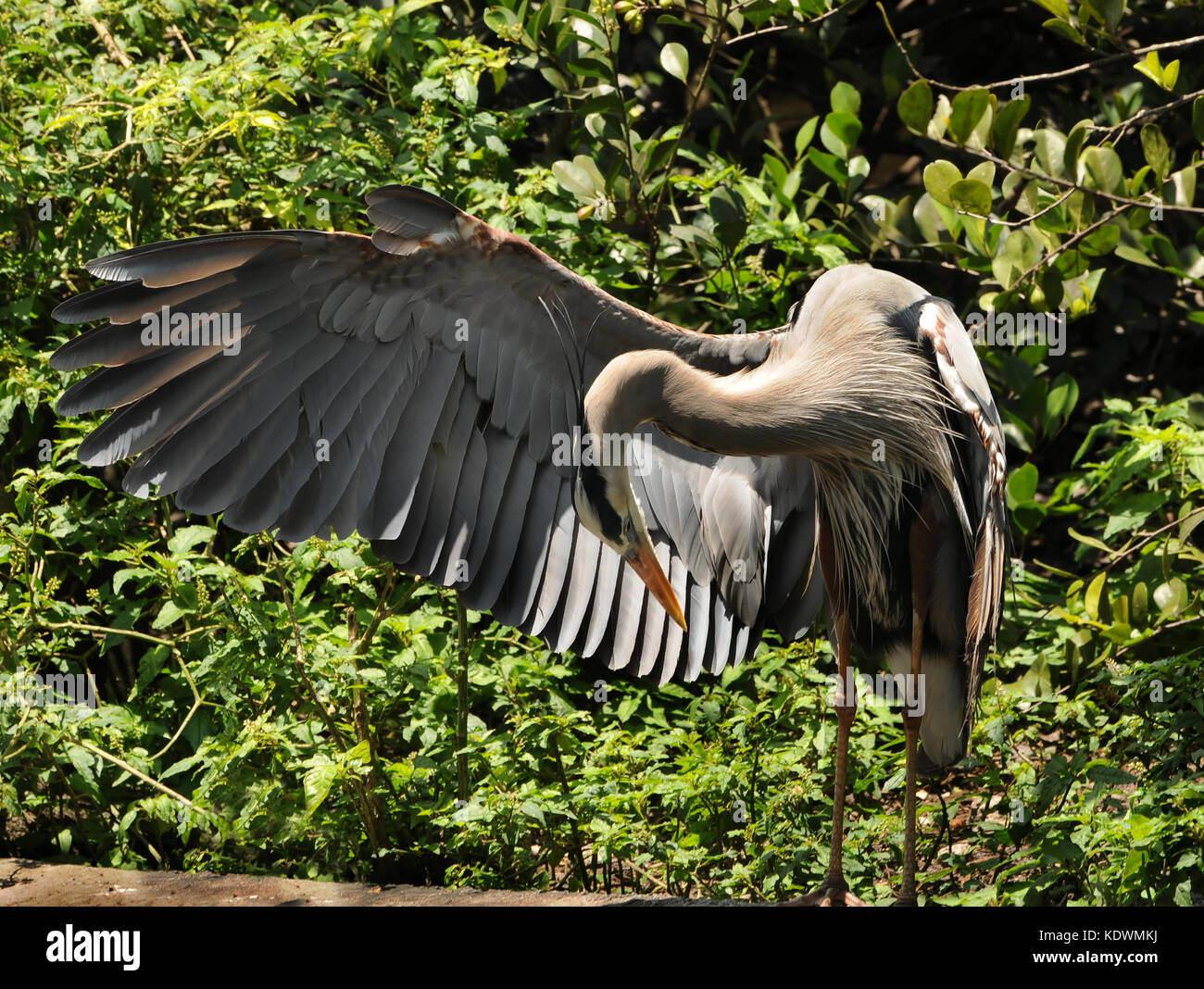 Beautiful wading bird from the Florida Everglades Stock Photo - Alamy