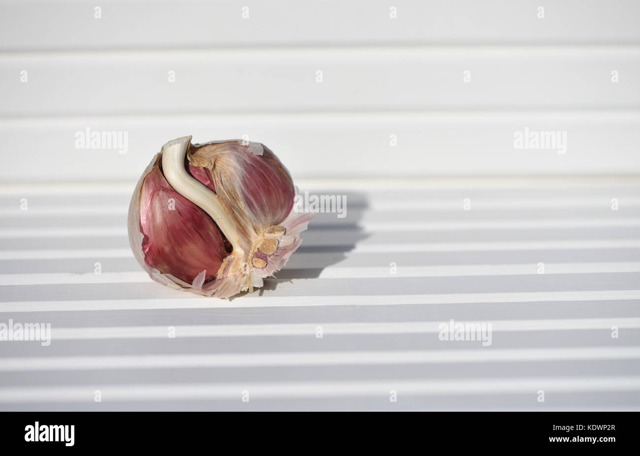 food photography image of bright white open garlic bulb and garlic ...