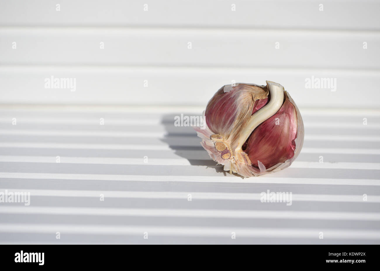 food photography image of bright white open garlic bulb and garlic ...