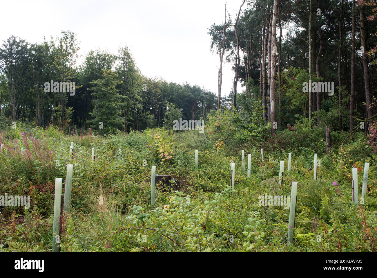 Town tree planting scotland hi-res stock photography and images - Alamy