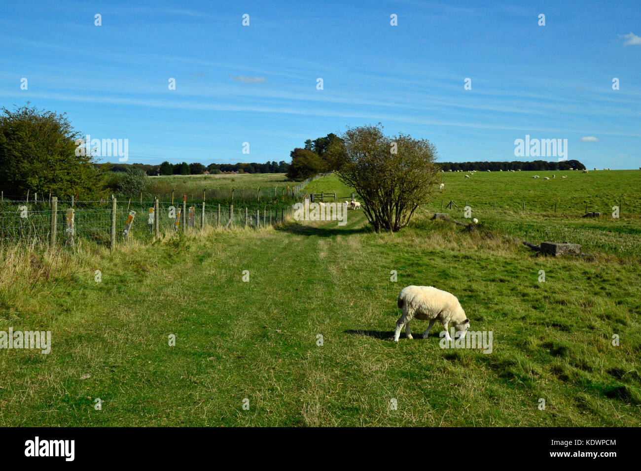 Sheep on the route from Durrington Walls to Stonehenge, an ancient ...