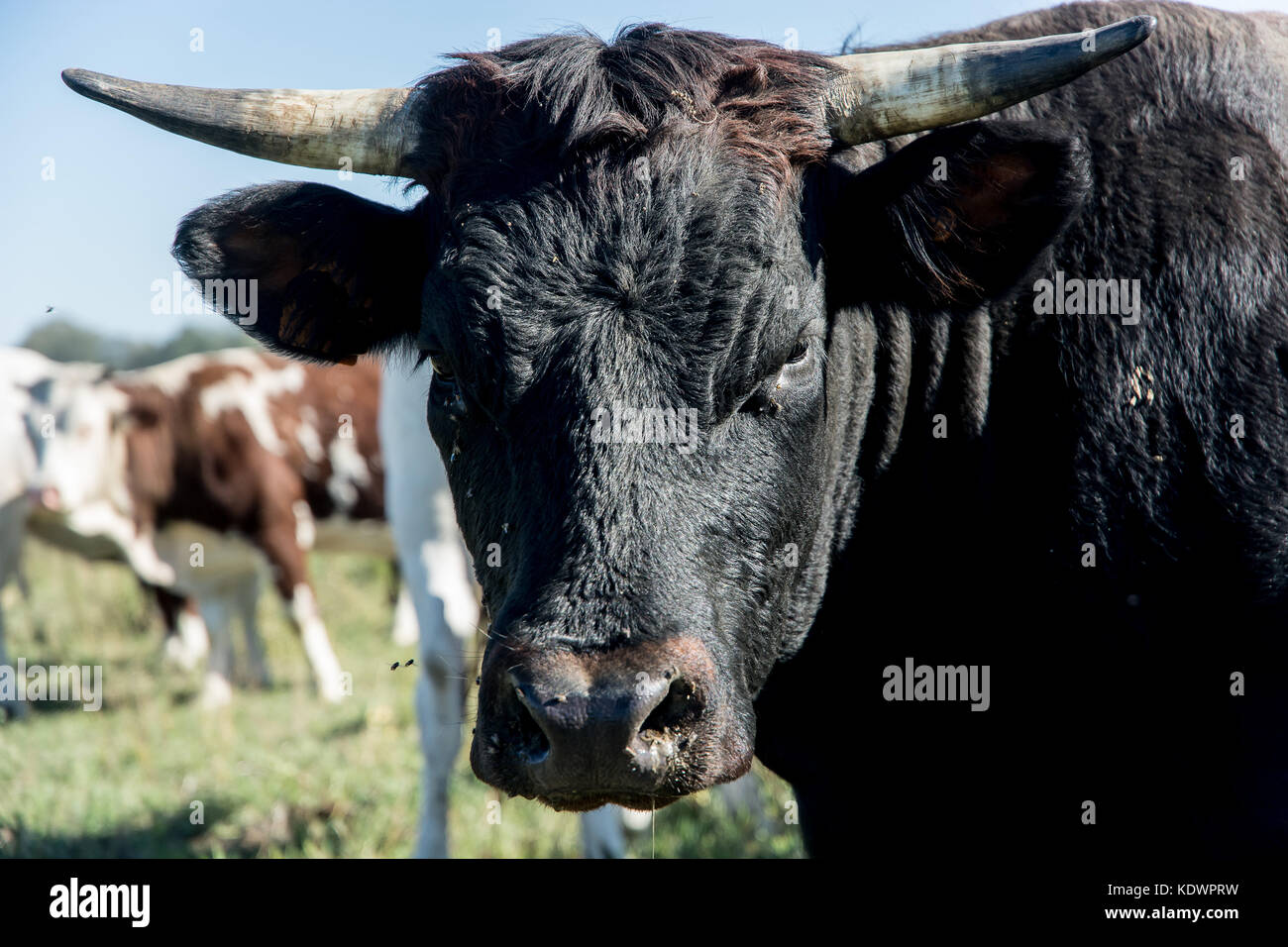 Bad bull in the farm Stock Photo - Alamy