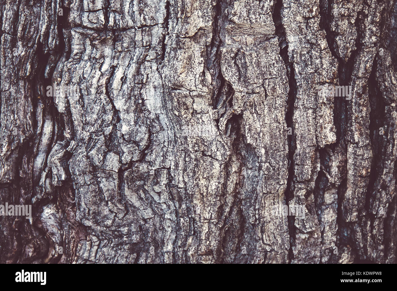 Old Wood Tree Texture Background Pattern. The trunk of the tree Stock ...