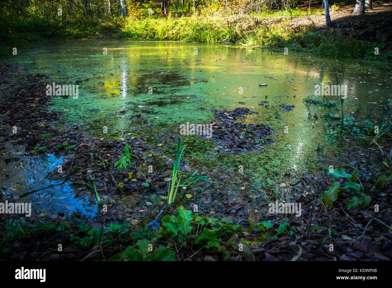 green swamp in autumn. moorland in the forest. impassable swamp Stock ...