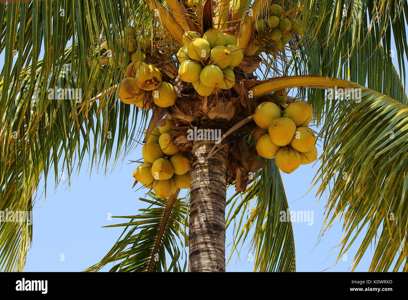 Yellow ripe coconuts in a green palm tree in landscape format with copy ...