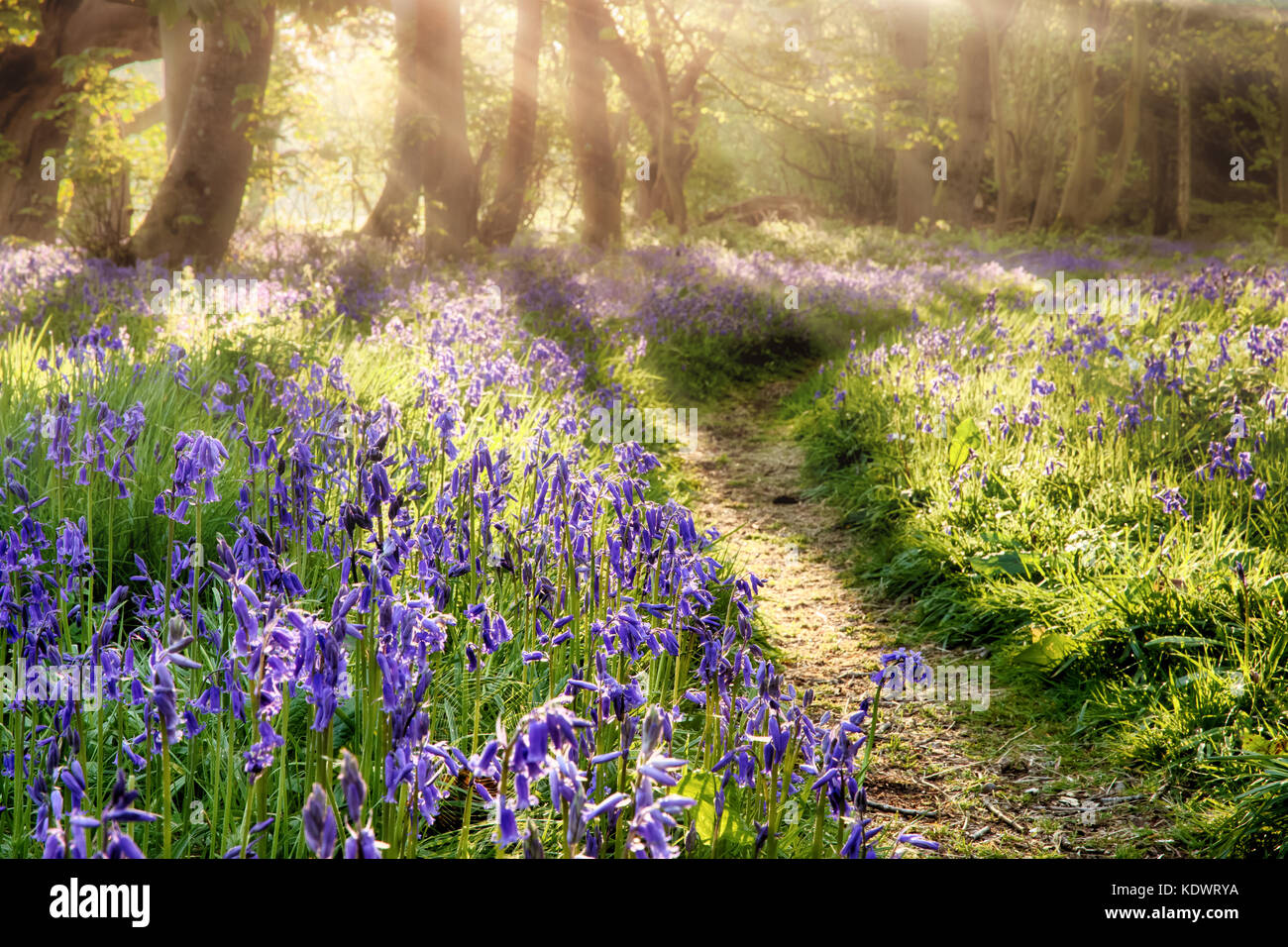 Spring bluebell path through a magical forest. Dawn sunlight coming ...