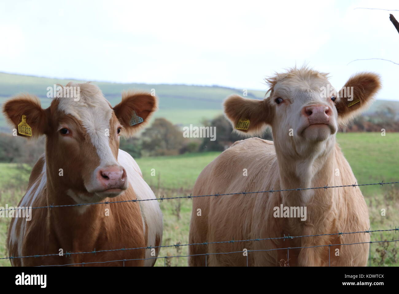Cows looking over fence hi-res stock photography and images - Alamy