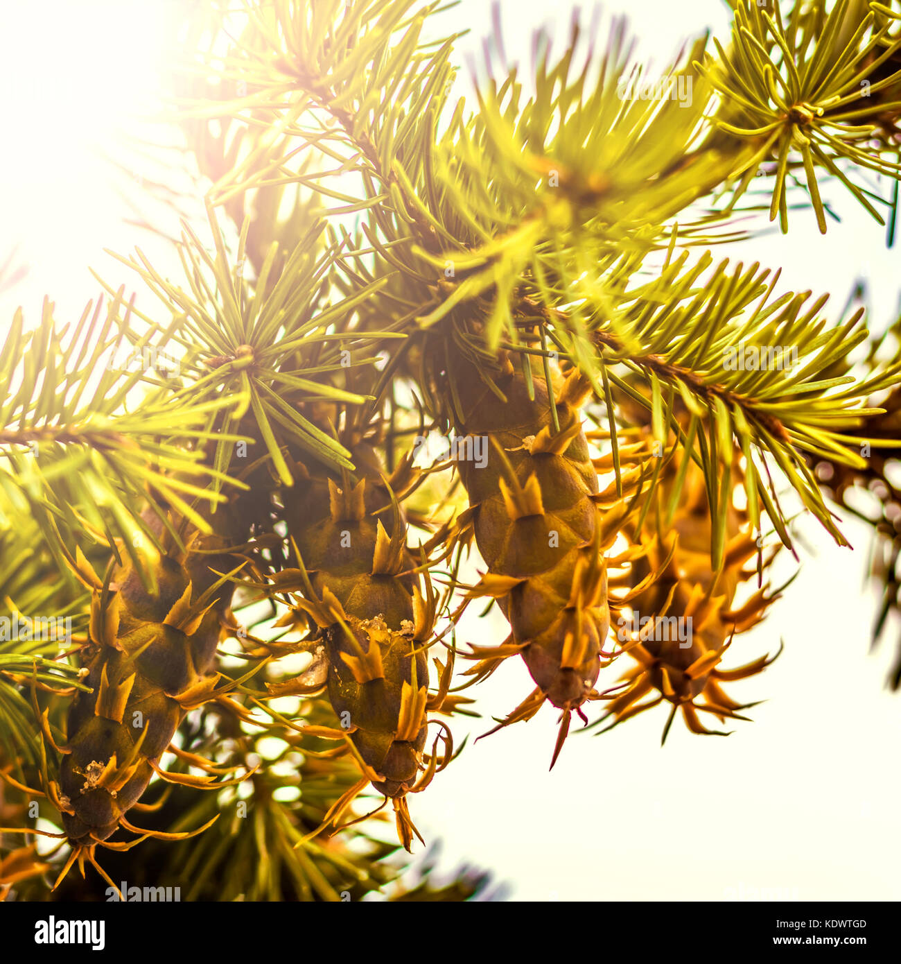 Douglas fir tree branch with cones on autumn. Closeup Stock Photo - Alamy