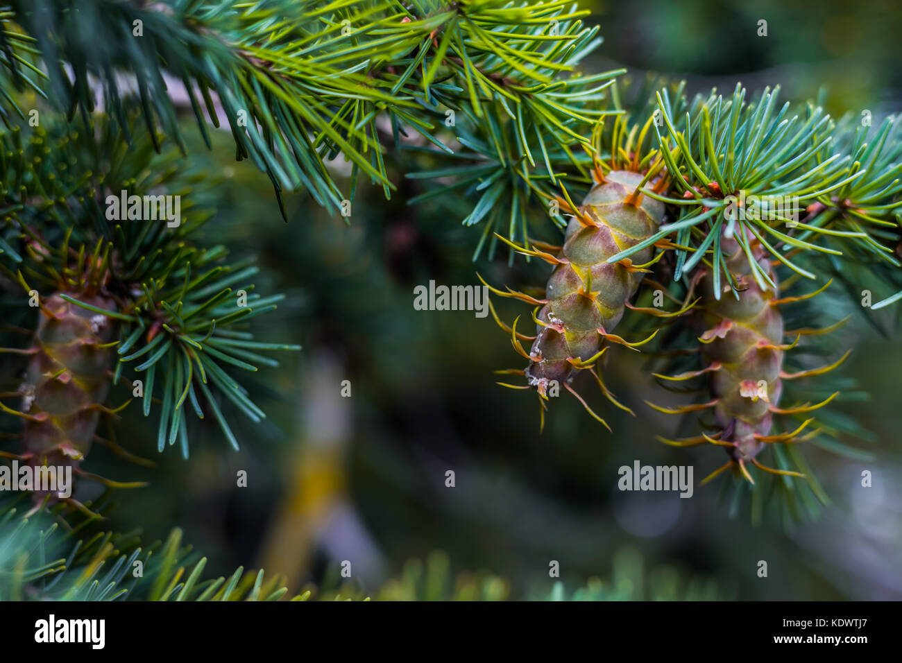 Douglas fir tree branch with cones on autumn. Closeup Stock Photo - Alamy
