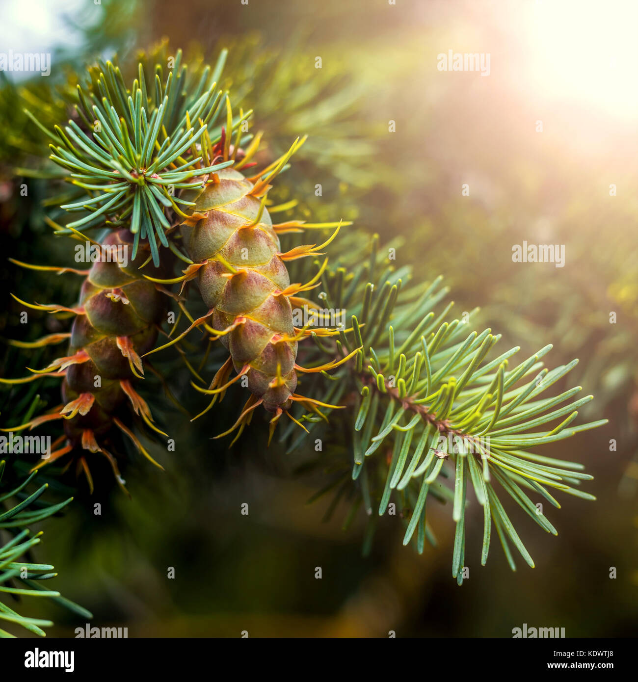 Douglas fir tree branch with cones on autumn. Closeup Stock Photo - Alamy
