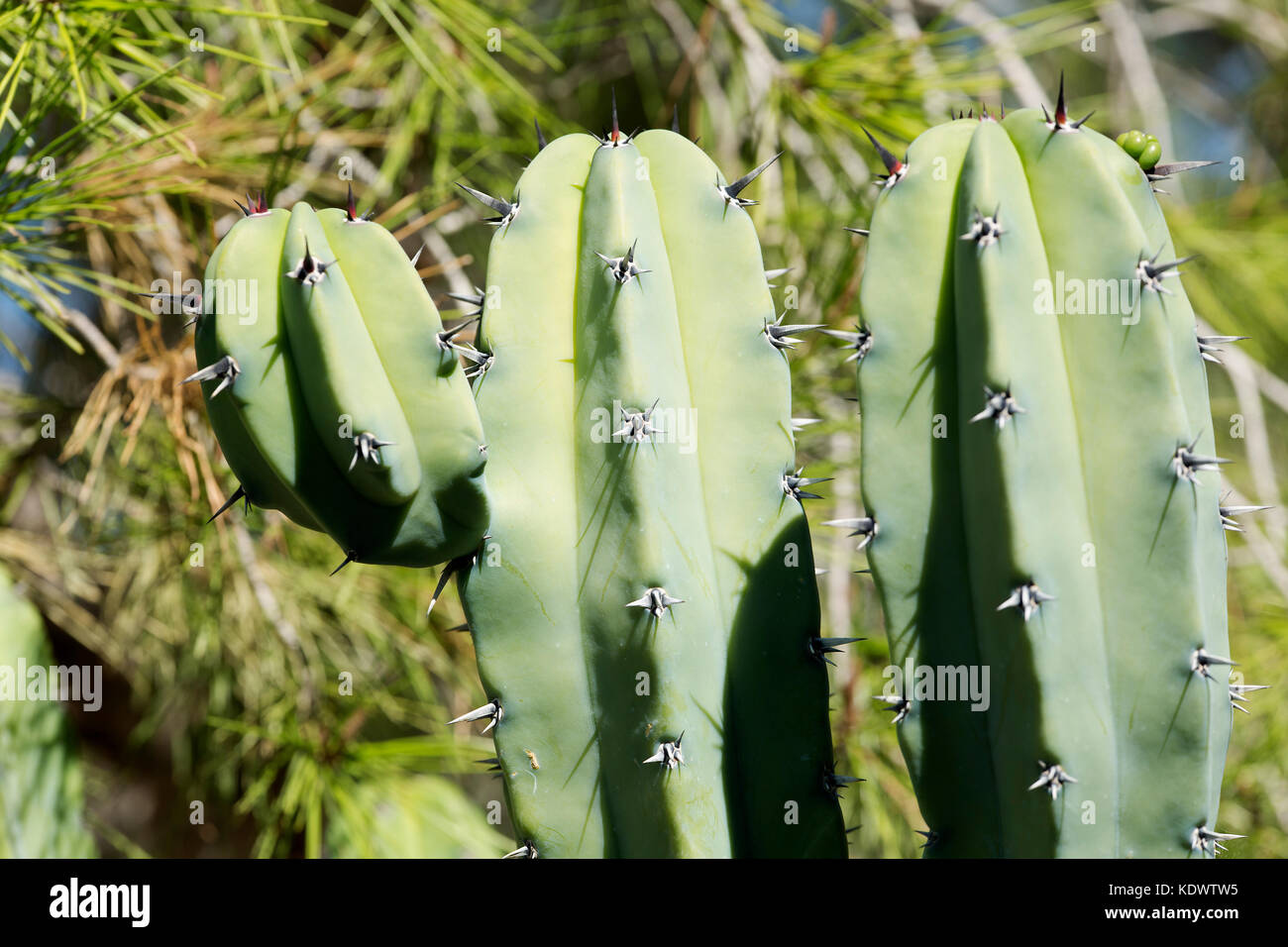 Close-up of a captus in the gardens of a sanctuary Stock Photo - Alamy