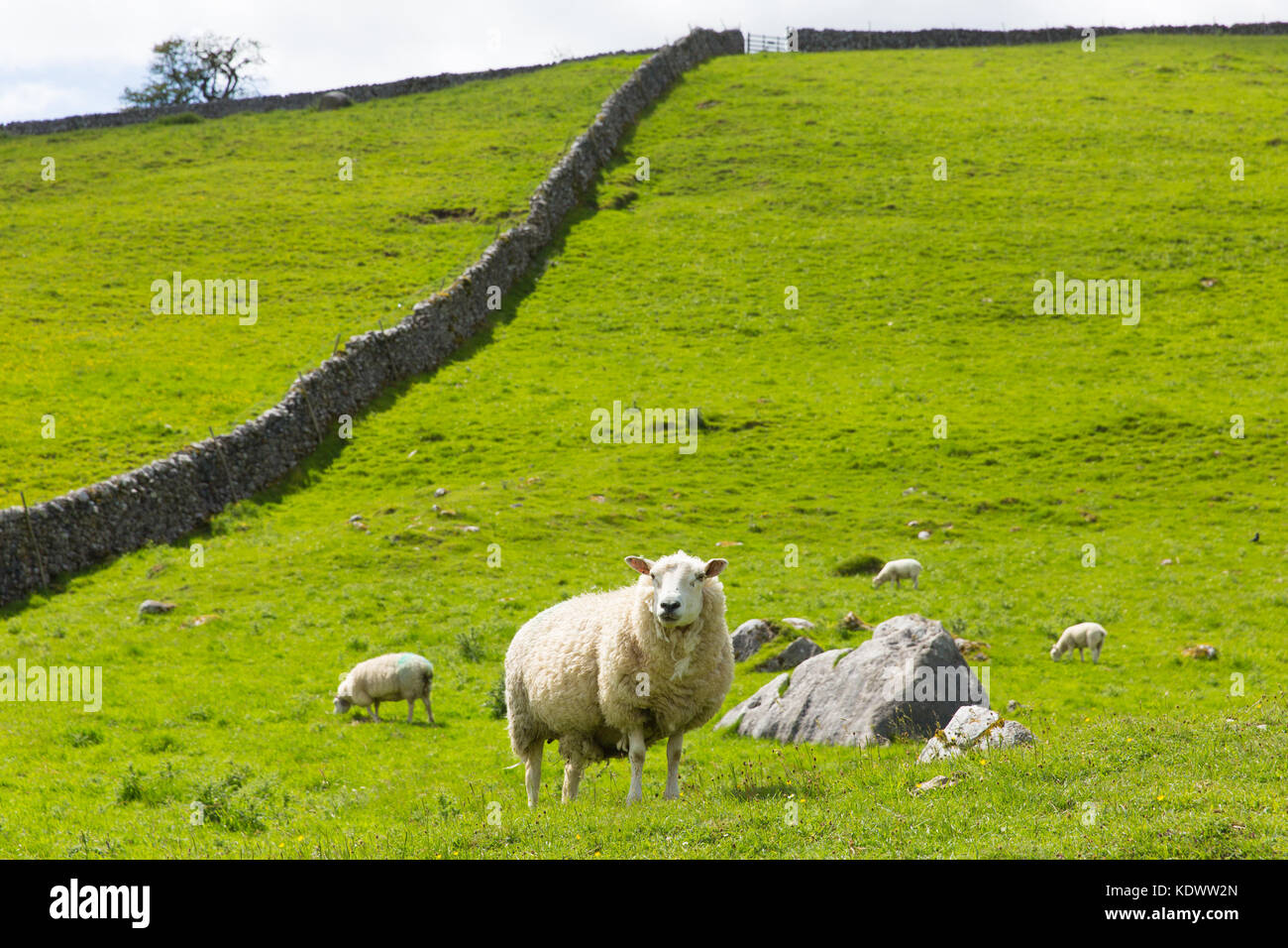 Dry Stone Wall Sheep Stock Photos & Dry Stone Wall Sheep Stock Images ...