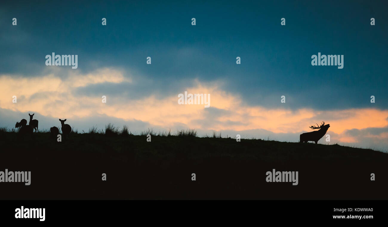 A Red Deer Stag and doe silhouetted against the evening sky in the peak ...