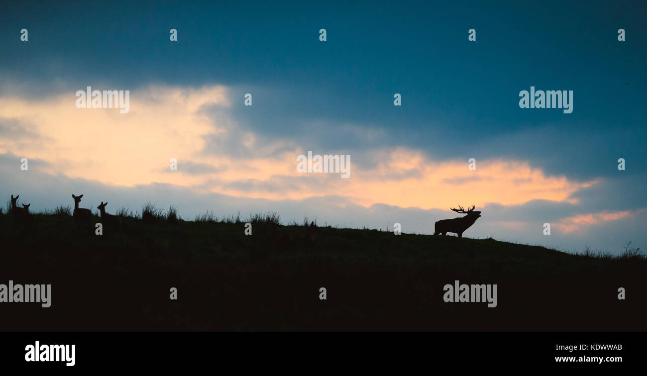 A Red Deer Stag and doe silhouetted against the evening sky in the peak ...