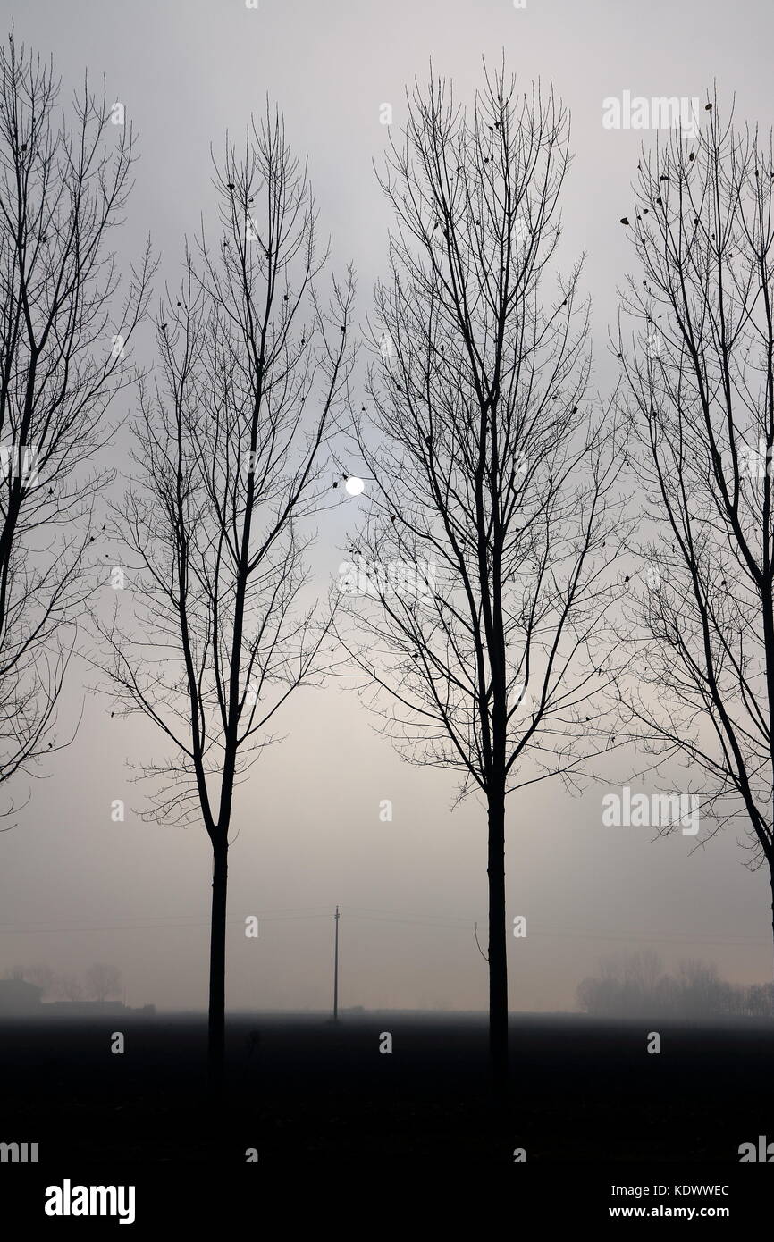 Silhouette of backlit trees anche branches in a foggy winter day Stock ...