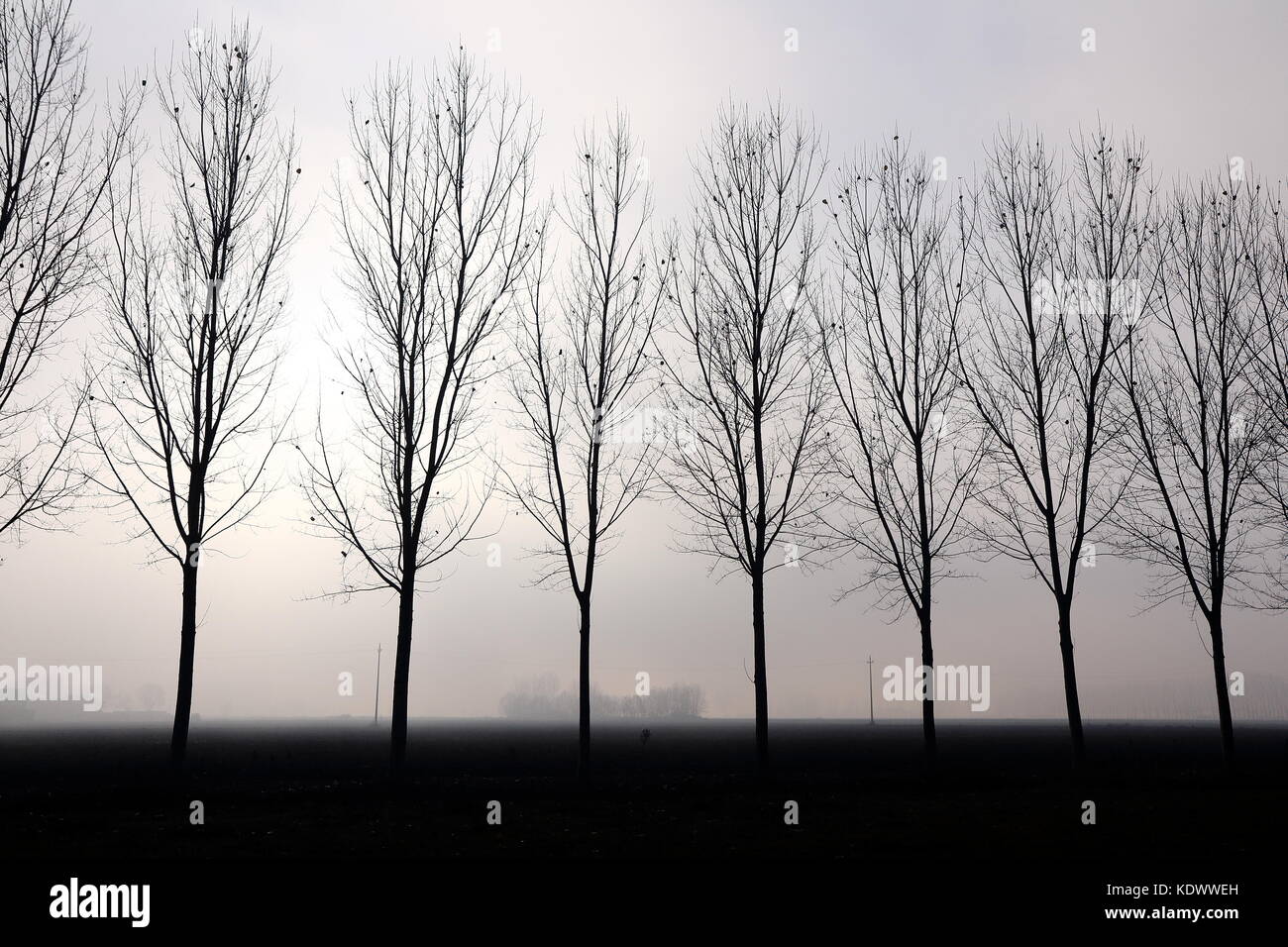 Silhouette of backlit trees anche branches in a foggy winter day Stock ...