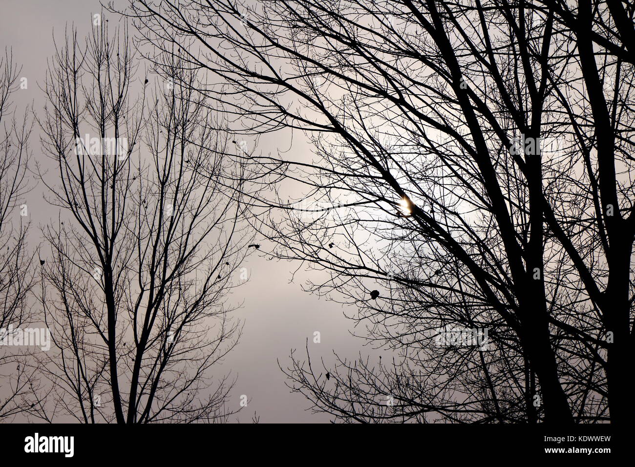 Silhouette of backlit trees anche branches in a foggy winter day Stock ...