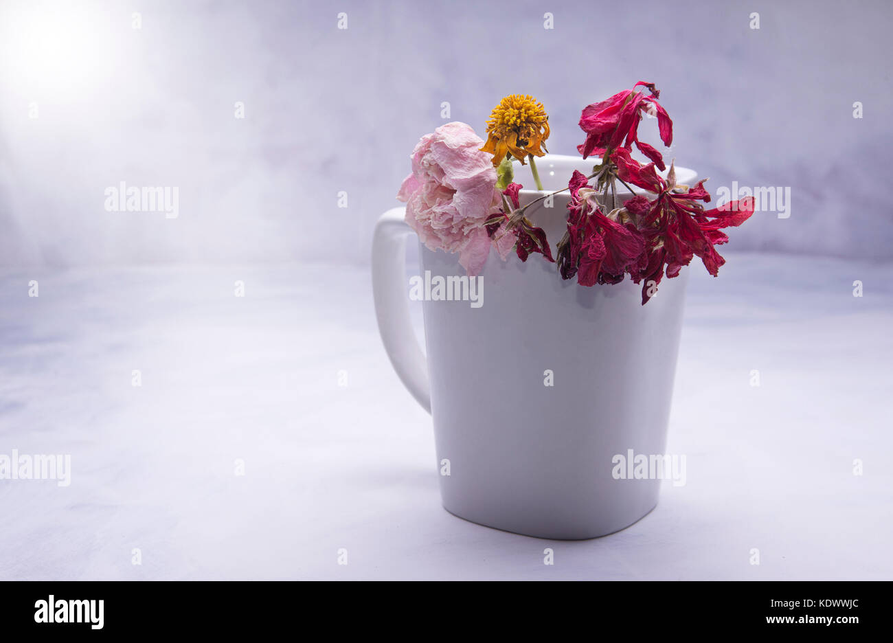 Dead flowers in the cup on the white grungy background Stock Photo - Alamy