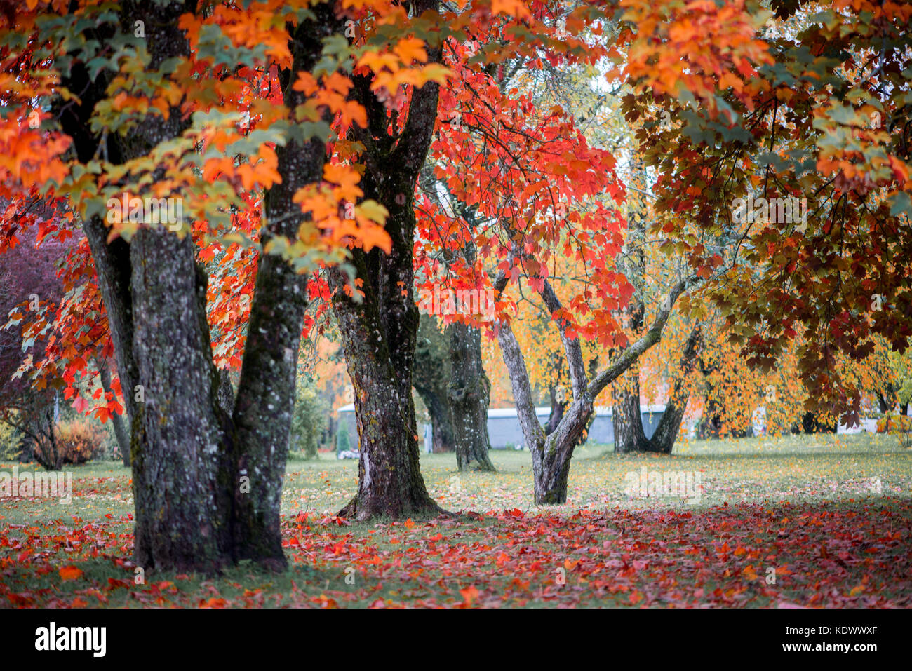 Beautiful Fall Season Stock Photo - Alamy