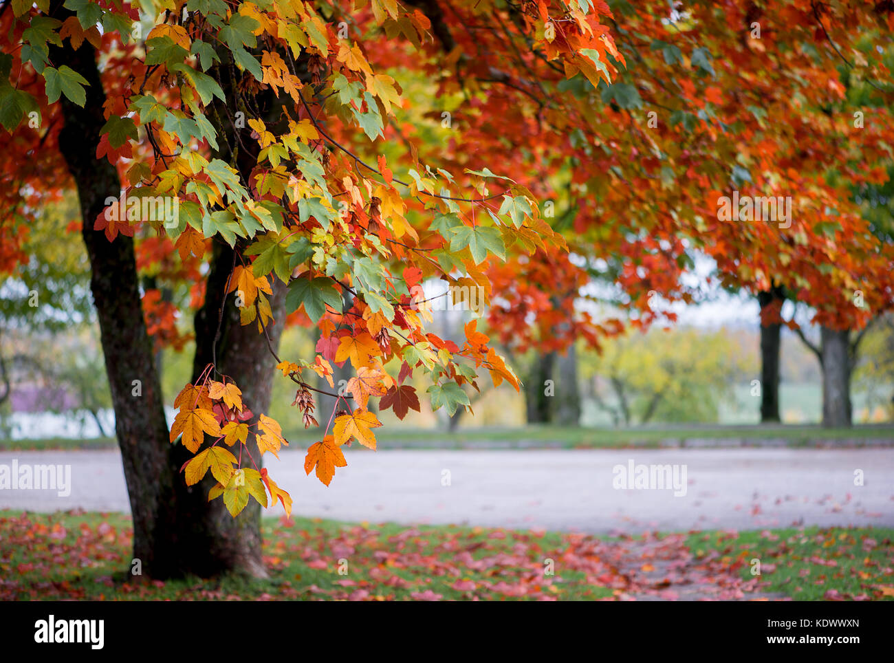 Beautiful Fall Season Stock Photo - Alamy