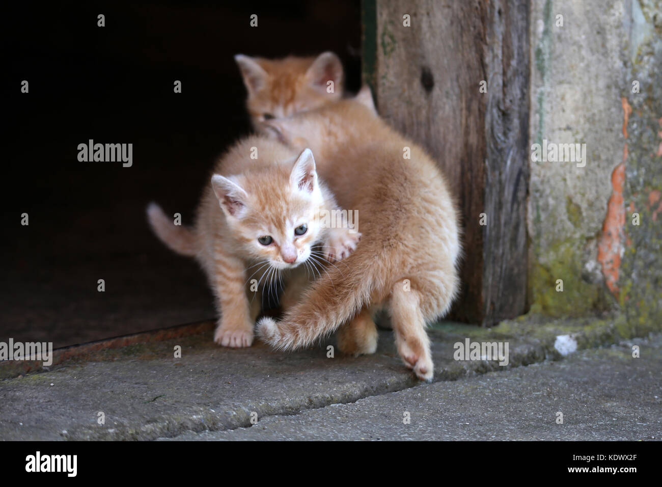 Pets / Kittens / Little kittens play Stock Photo - Alamy