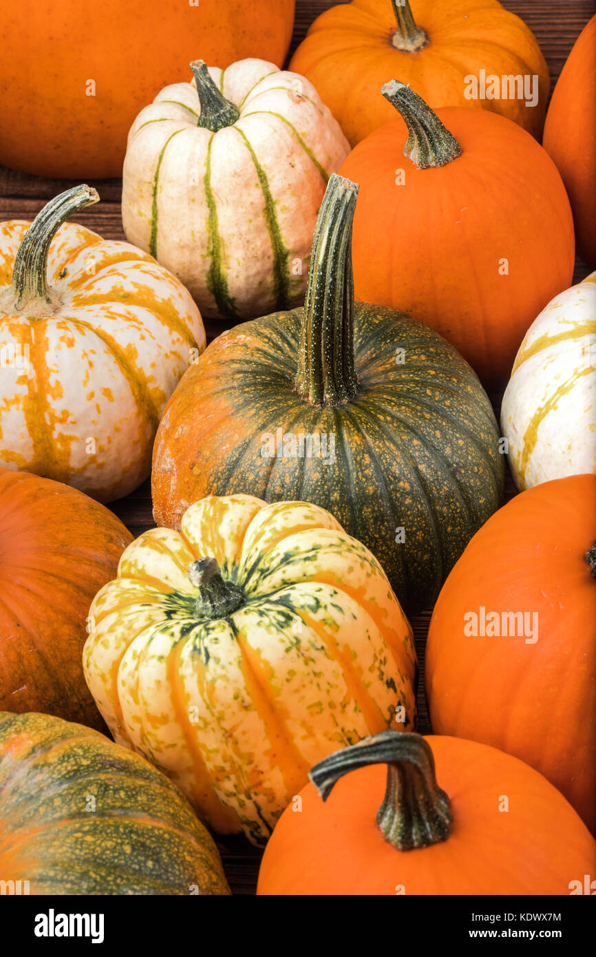 Many various pumpkins background, Halloween or Thanksgiving day concept ...