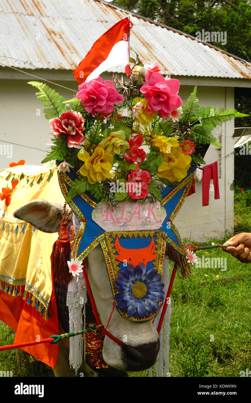 Pacu means the race speed and Jawi mean cow or ox. In West Sumatra ...