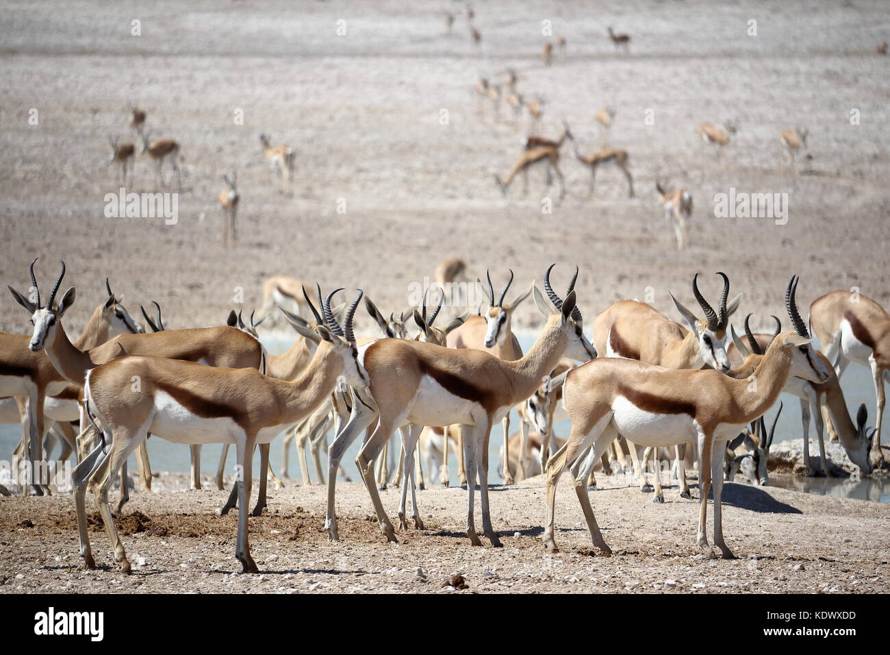 Springbok africa springboks herd hi-res stock photography and images ...